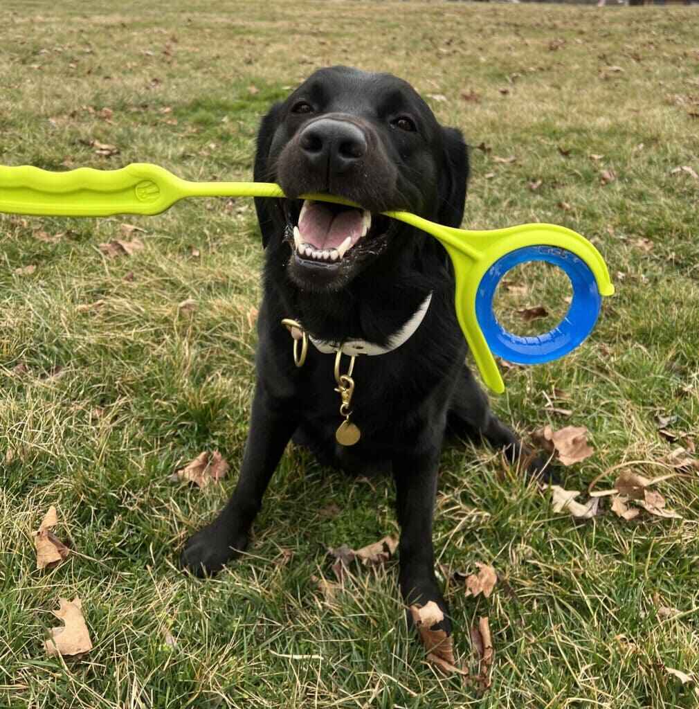 Gitit MAX! | Dog ring toy for fetch